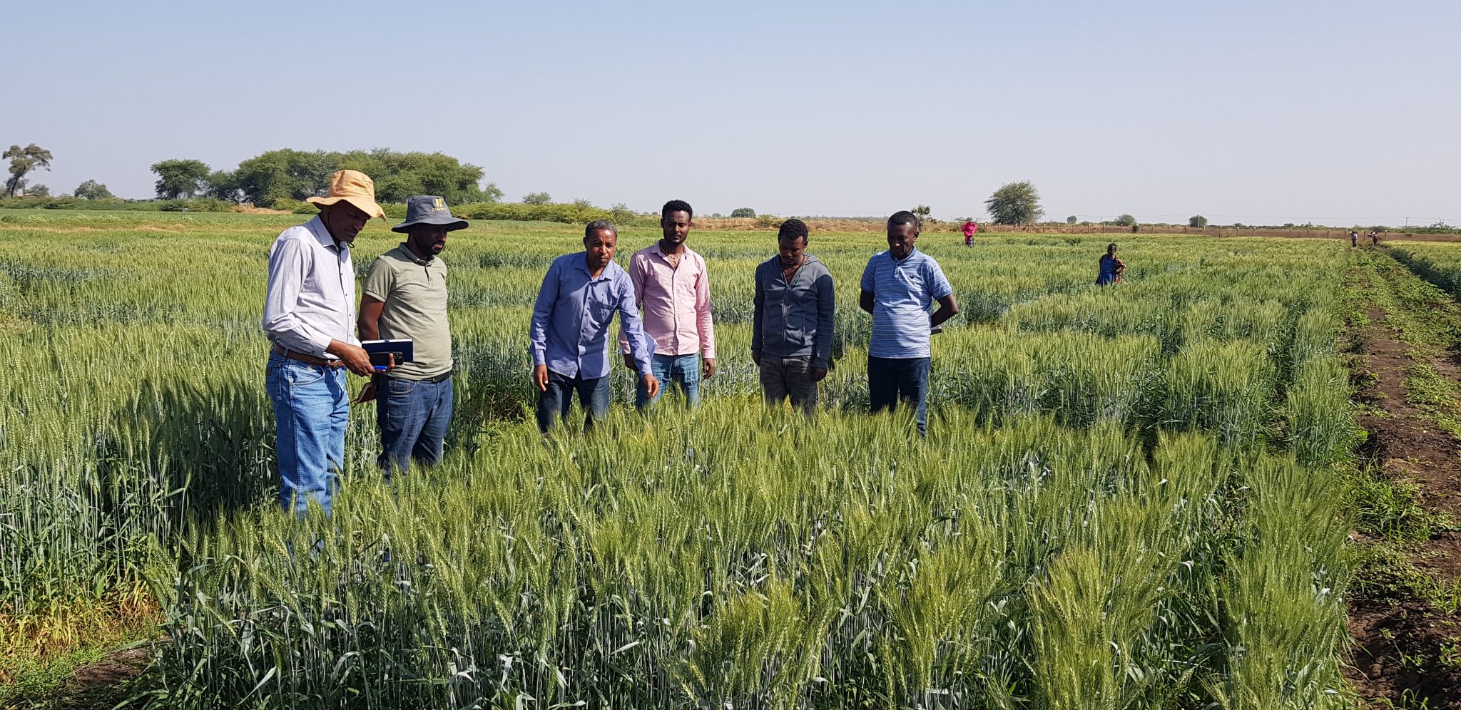Bread wheat breeding – CIMMYT